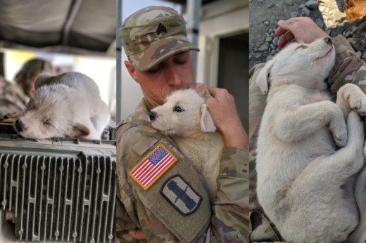 No Dog Left Behind: Reuniting Service Members Who Bonded With Strays