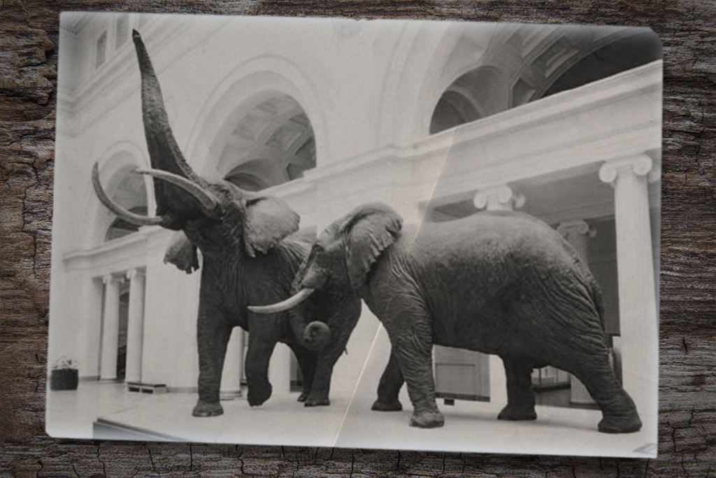 Carl Akeley: The Father of Modern Taxidermy