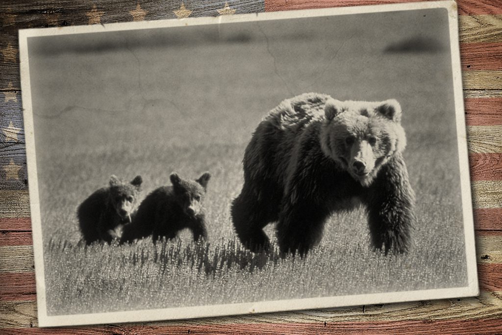 5 of the Wildest Presidential Pets To Stay at the White House