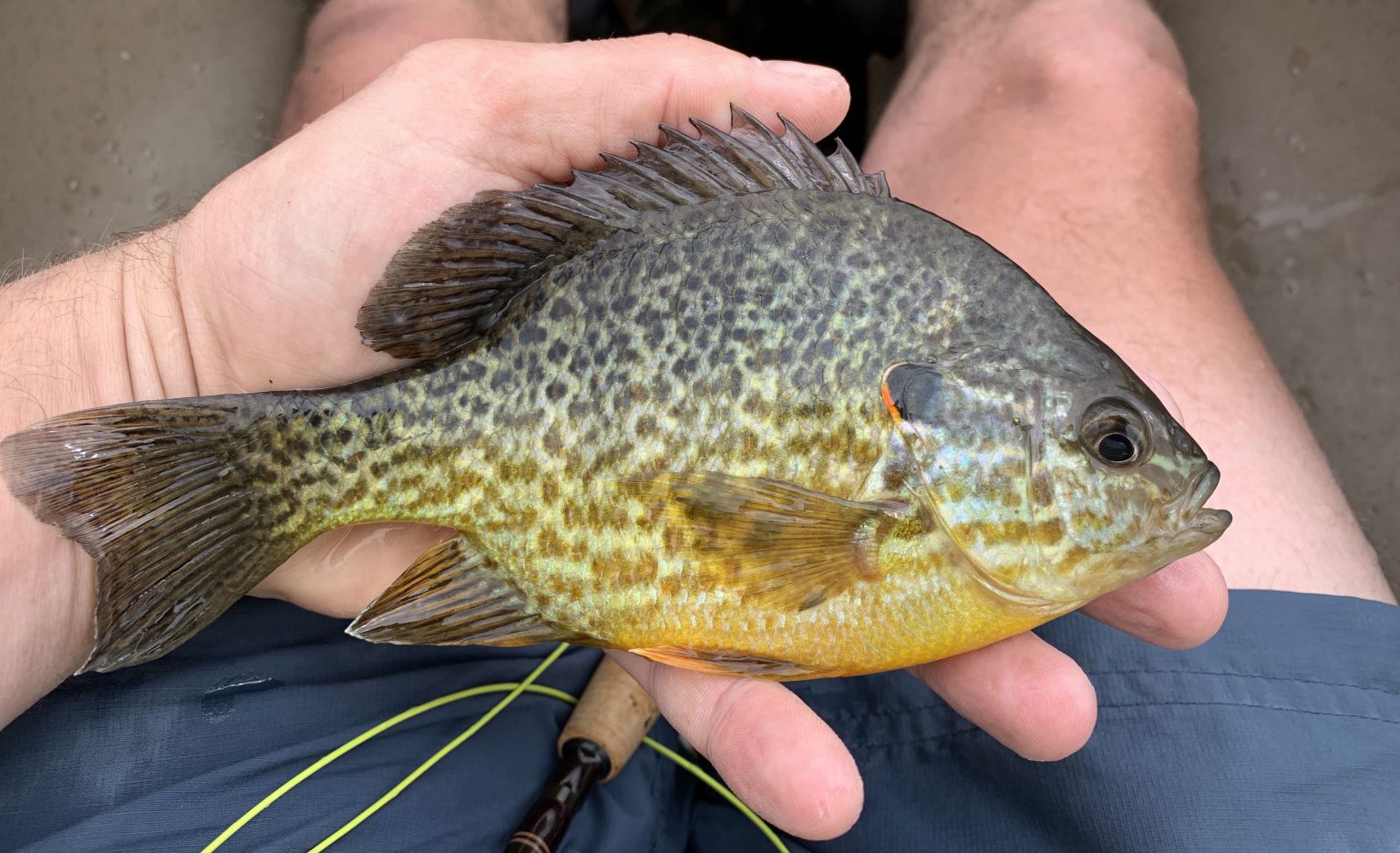 Minnesota: There’s a New Trophy Game Fish in Town