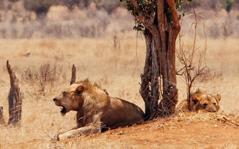 6 Crazy Facts About the Man-Eating Lions of Tsavo