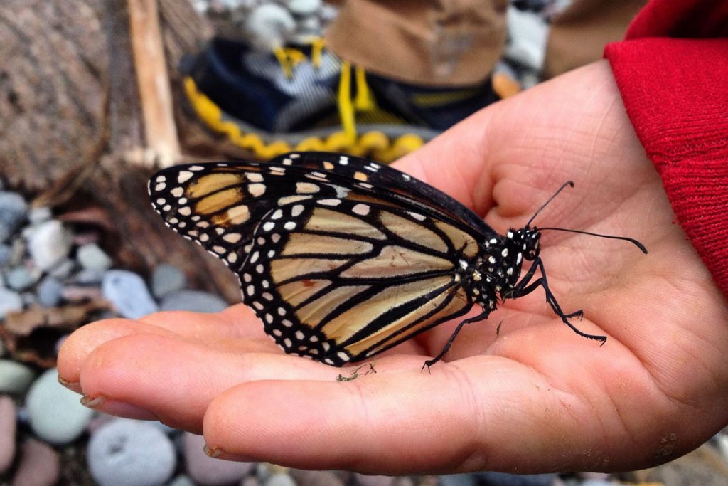 Monarch Butterflies, On Brink of Extinction, Garner Congressional Attention