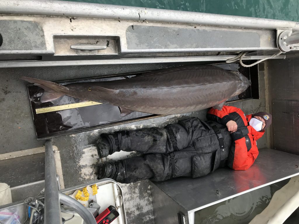 Century-Old Sturgeon Caught in Detroit River