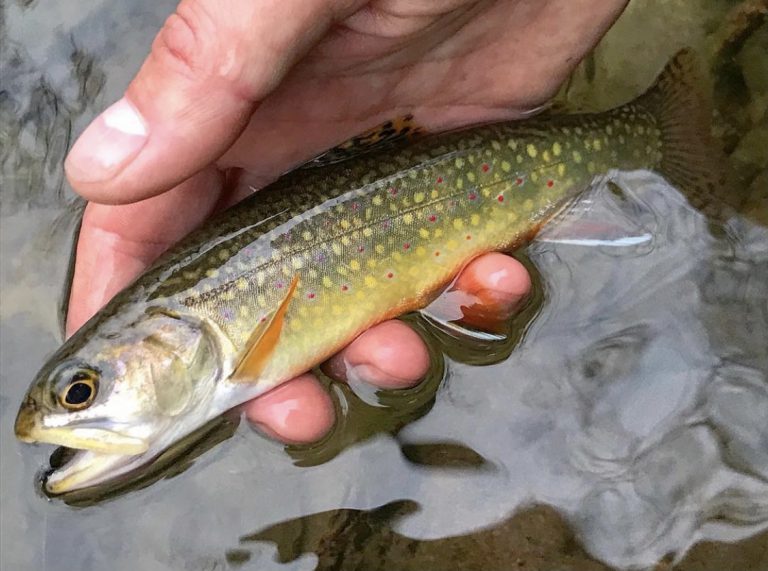 Fish of the Union: The Top 6 Species Claimed as State Fish