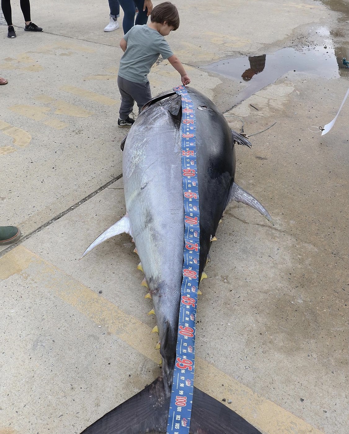 Huge Bluefin Tuna Caught Off New Jersey Coast