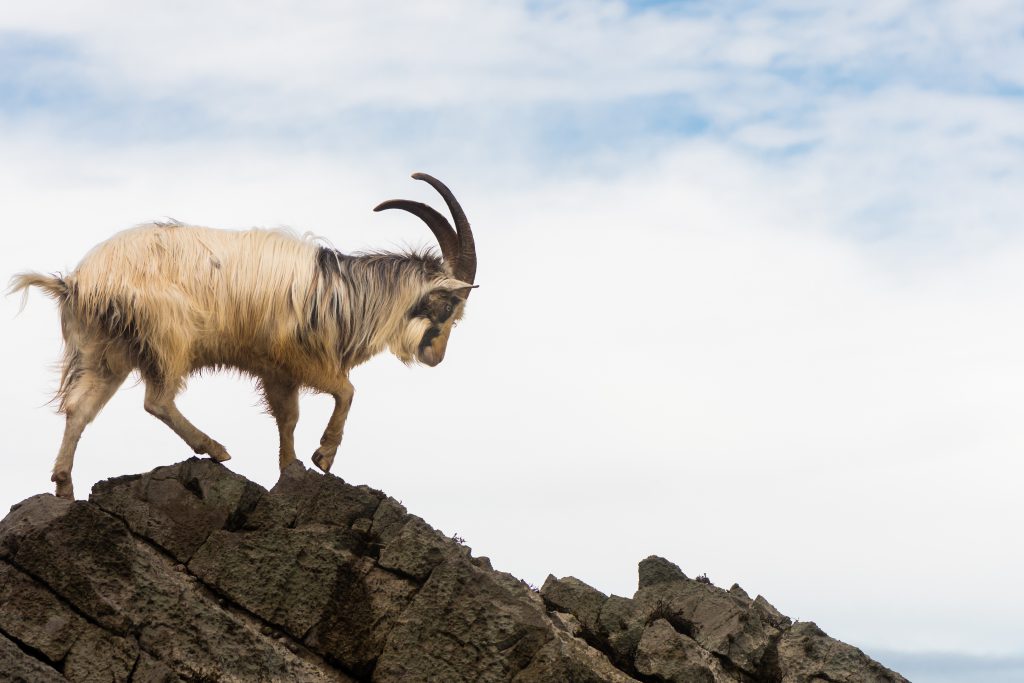 Wild Goats: Four Feral Hunts for the People