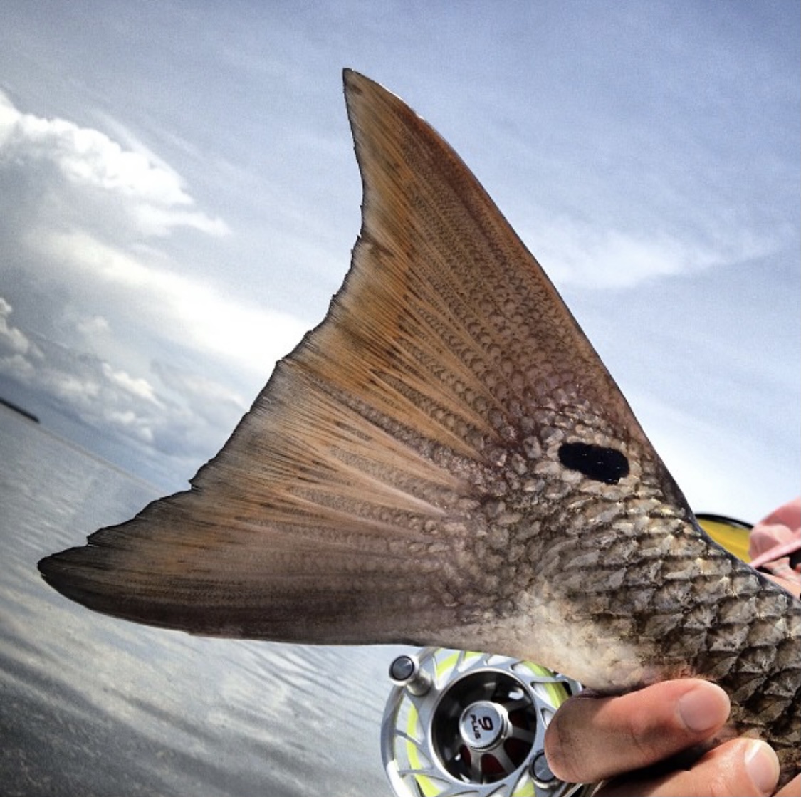Coastal Conservation Association: Saving Florida’s Redfish and Specks