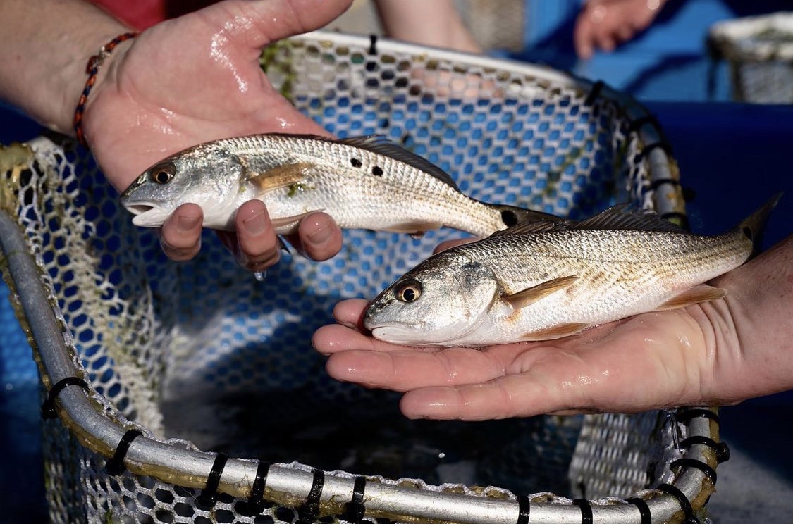 Coastal Conservation Association: Saving Florida’s Redfish and Specks