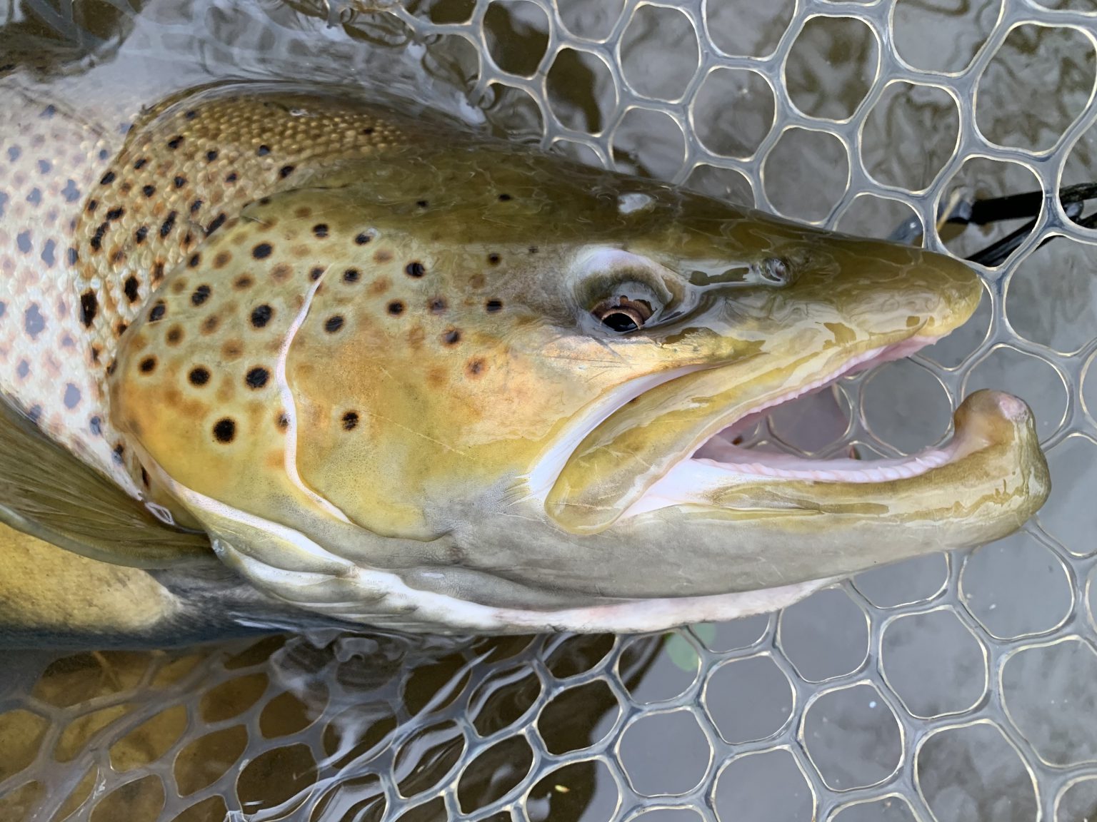 Meth Trout: Fish Are Getting Hooked on Crank From Our Poop