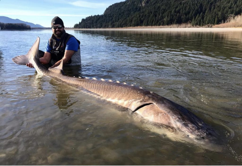 WATCH: Airborne Sturgeon to Tarpon — ‘Hold My Beer’