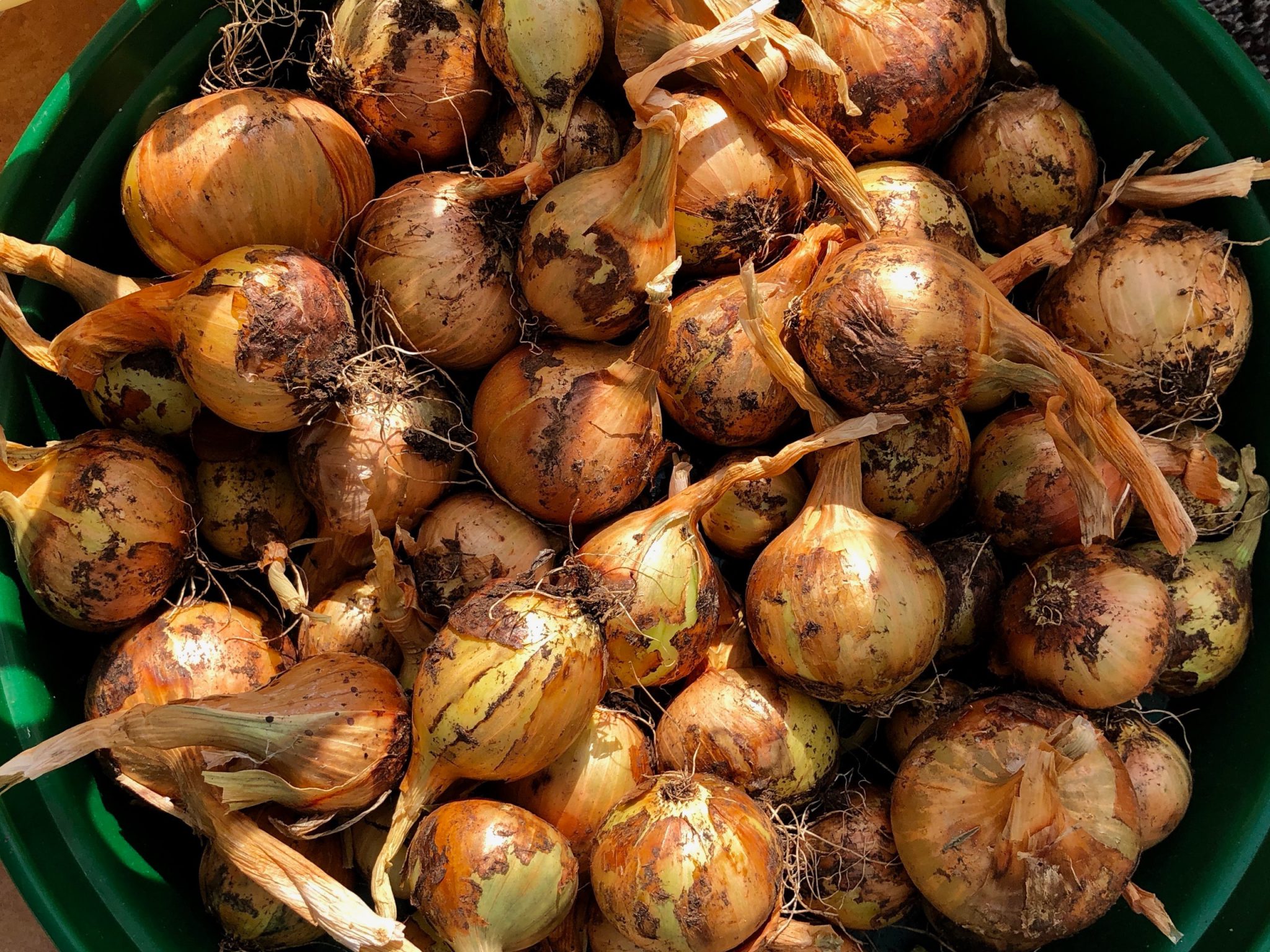 Survival Garden 109: When to Harvest Your Crops