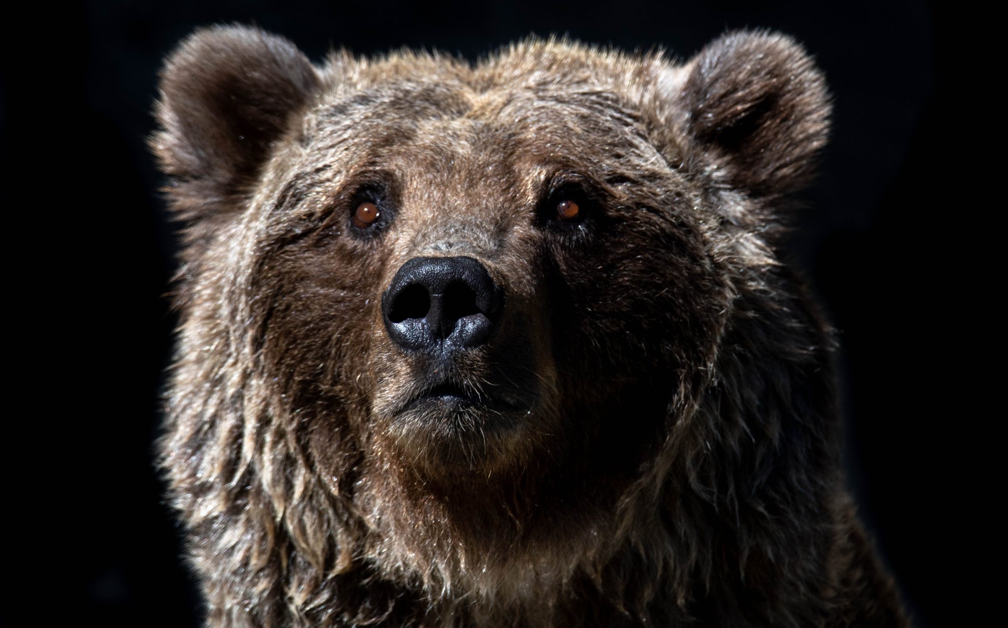 6 Fatal North American Bear Attacks in 2021: Is This the New Normal?