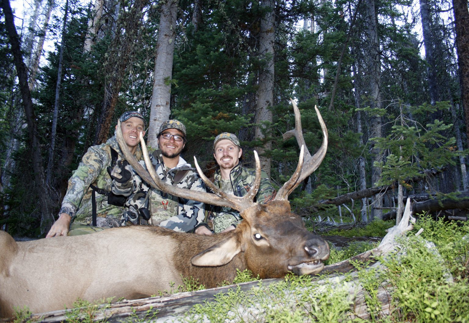 Speak Elk: The 3 Elk Calls You Need to Hunt and Kill Big Bulls