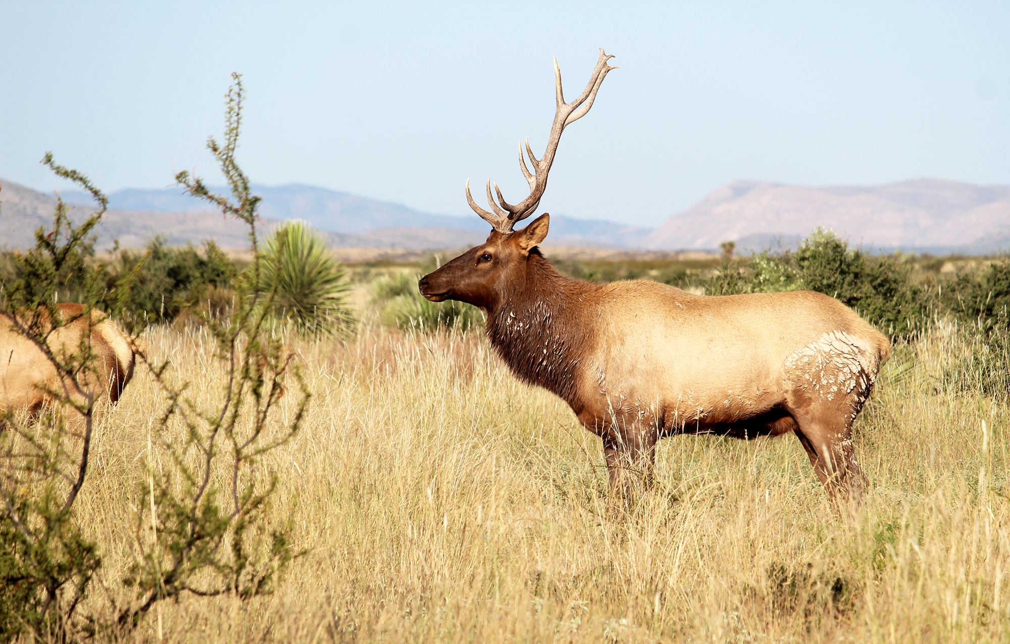 Texas Elk Hunting is Brimming With Free-Range Opportunities