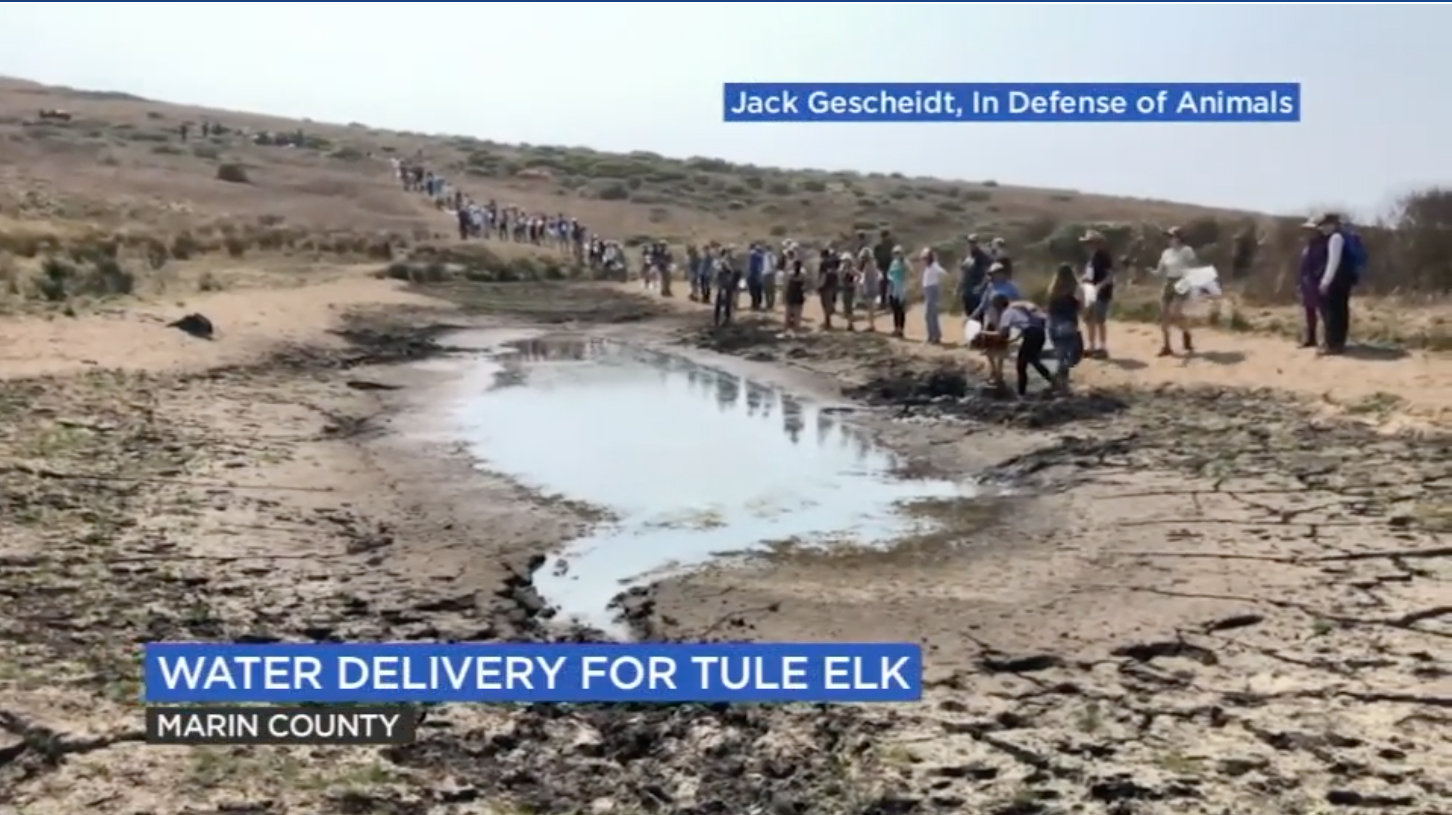 Tule Elk Hemmed in by High Fence Are Languishing in California Drought