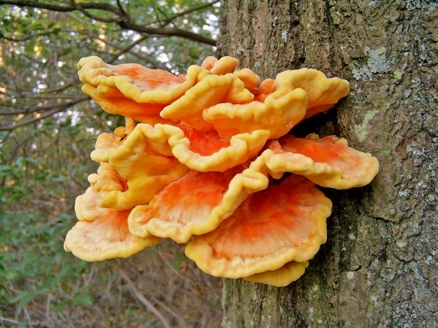 Fall Mushrooms: 7 Easy-to-ID Autumn Fungi That Are Great Eating