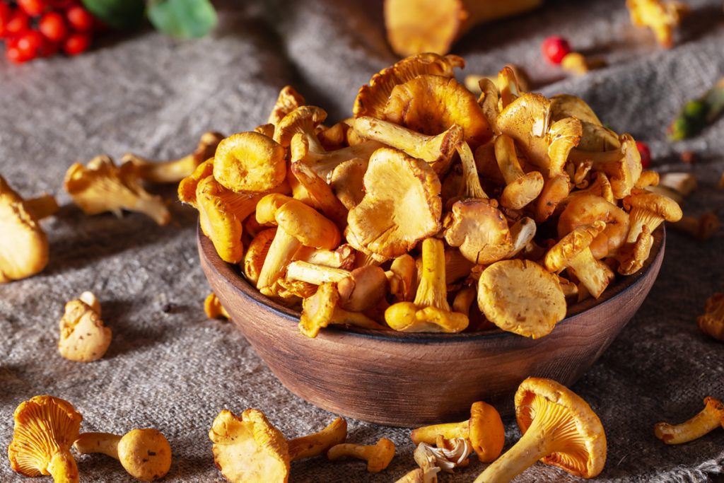Fall Mushrooms: 7 Easy-to-ID Autumn Fungi That Are Great Eating