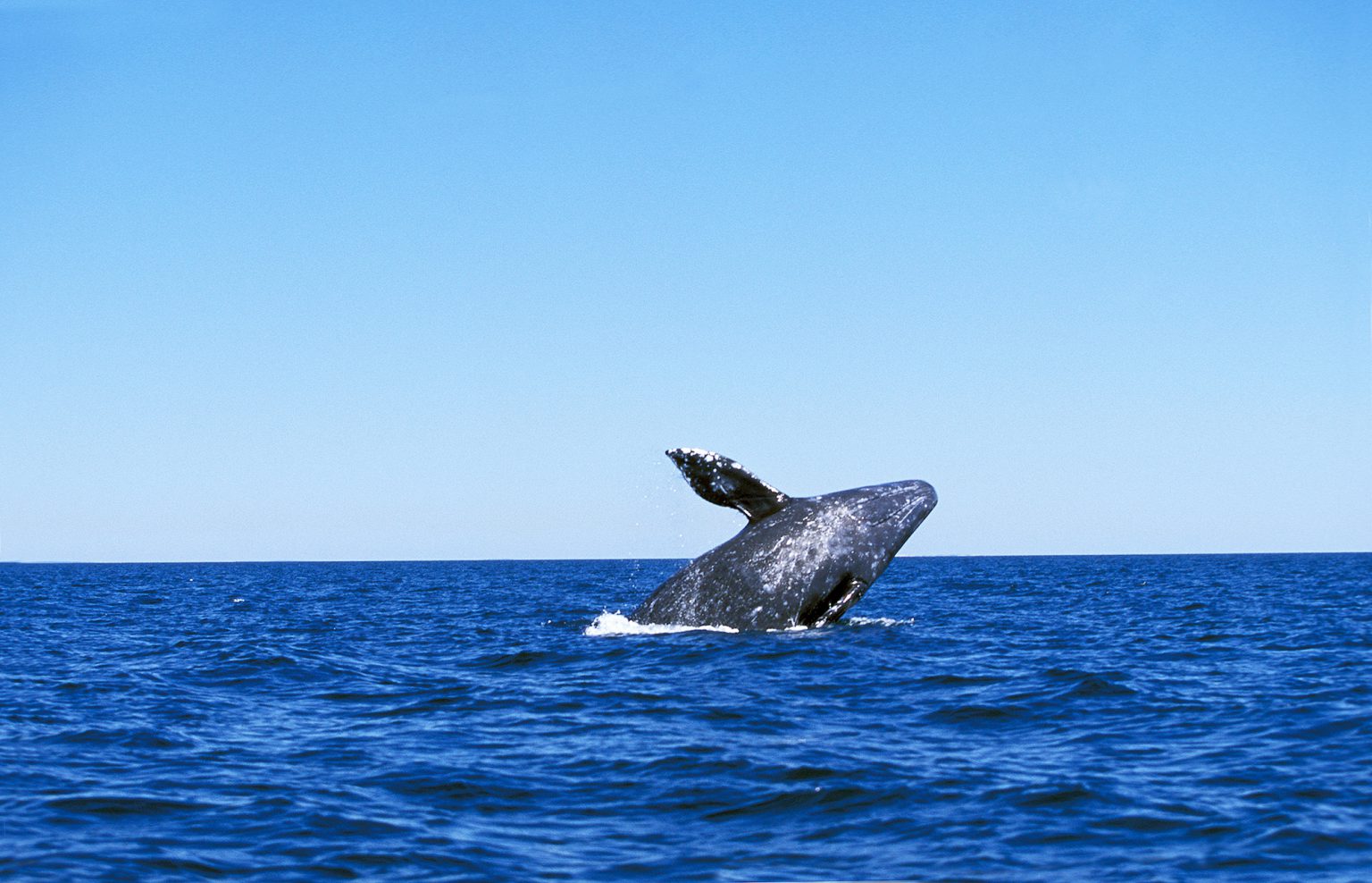 Makah Tribe Could Resume 2,700-Year-Old Whale Hunting Tradition