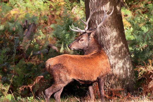 Rogue Red Stag Looking for Love in Georgia