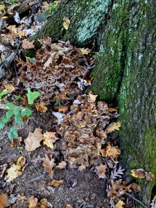 Sheepshead Mushrooms: Hunting Guide and How to Cook Them