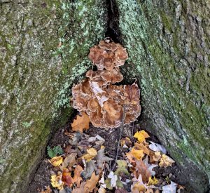 Sheepshead Mushrooms: Hunting Guide and How to Cook Them