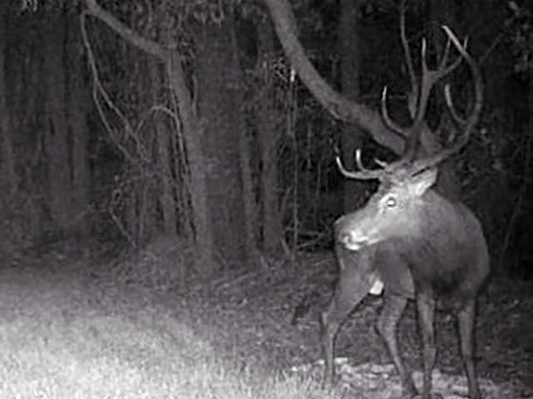 Rogue Red Stag Looking for Love in Georgia