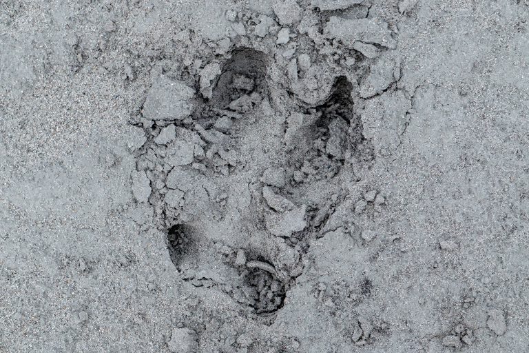 DIY Alaska Caribou Hunt Checklist: How to Hunt the Dalton Highway