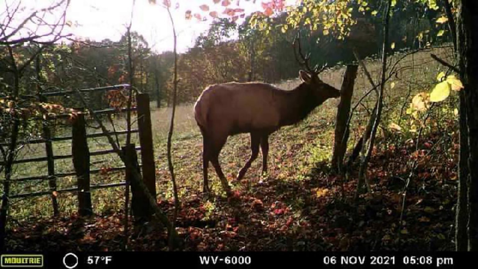 Virginia Elk Are Back! Whitetail Hunter Tags 700-Pound Home-State Bull