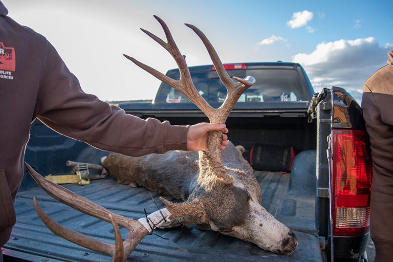 Idaho To Hold CWD Deer Hunt, Joins 26 States Battling Disease