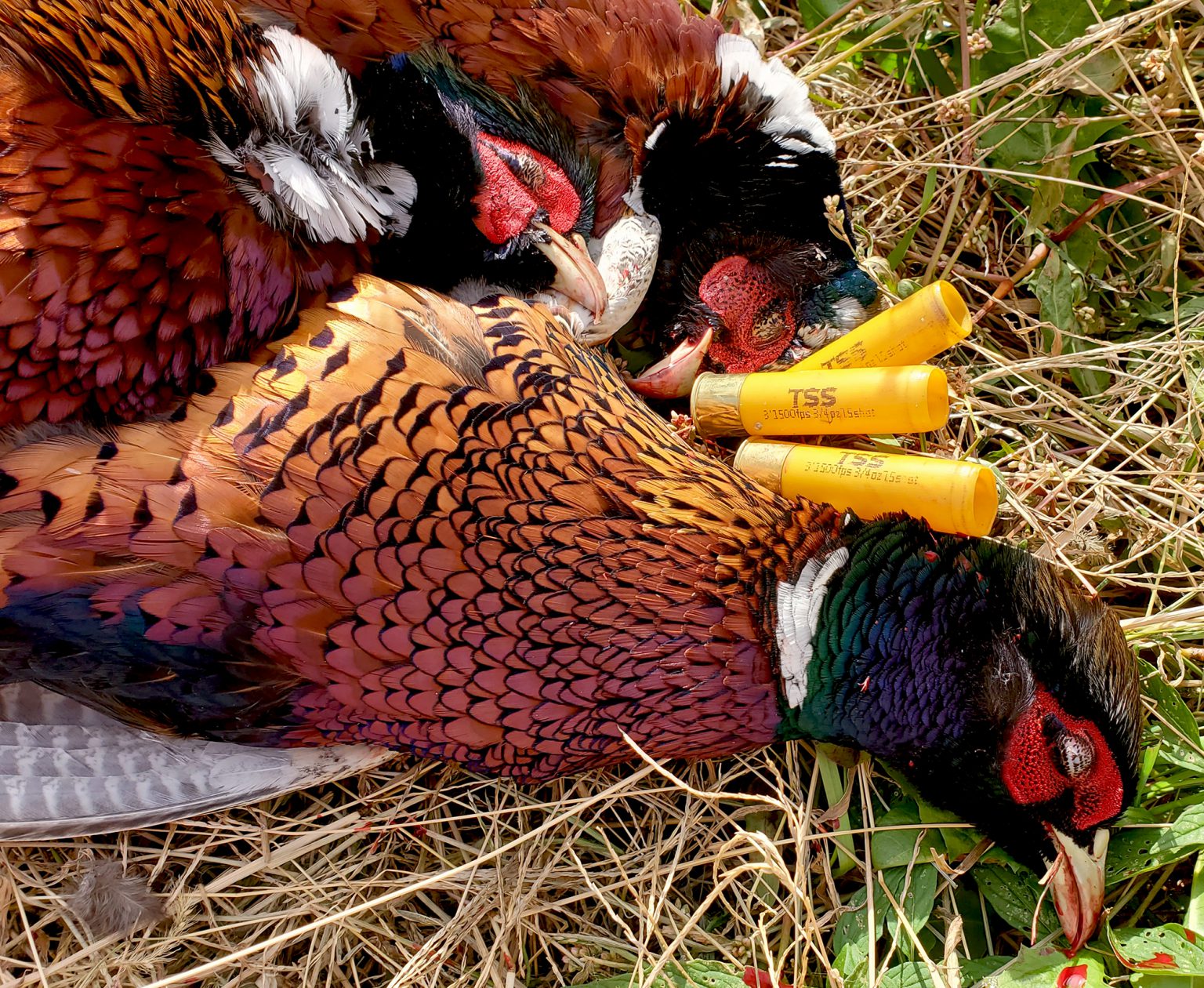 Shotgun Shells: The Most Important Changes in the Past 10 Years