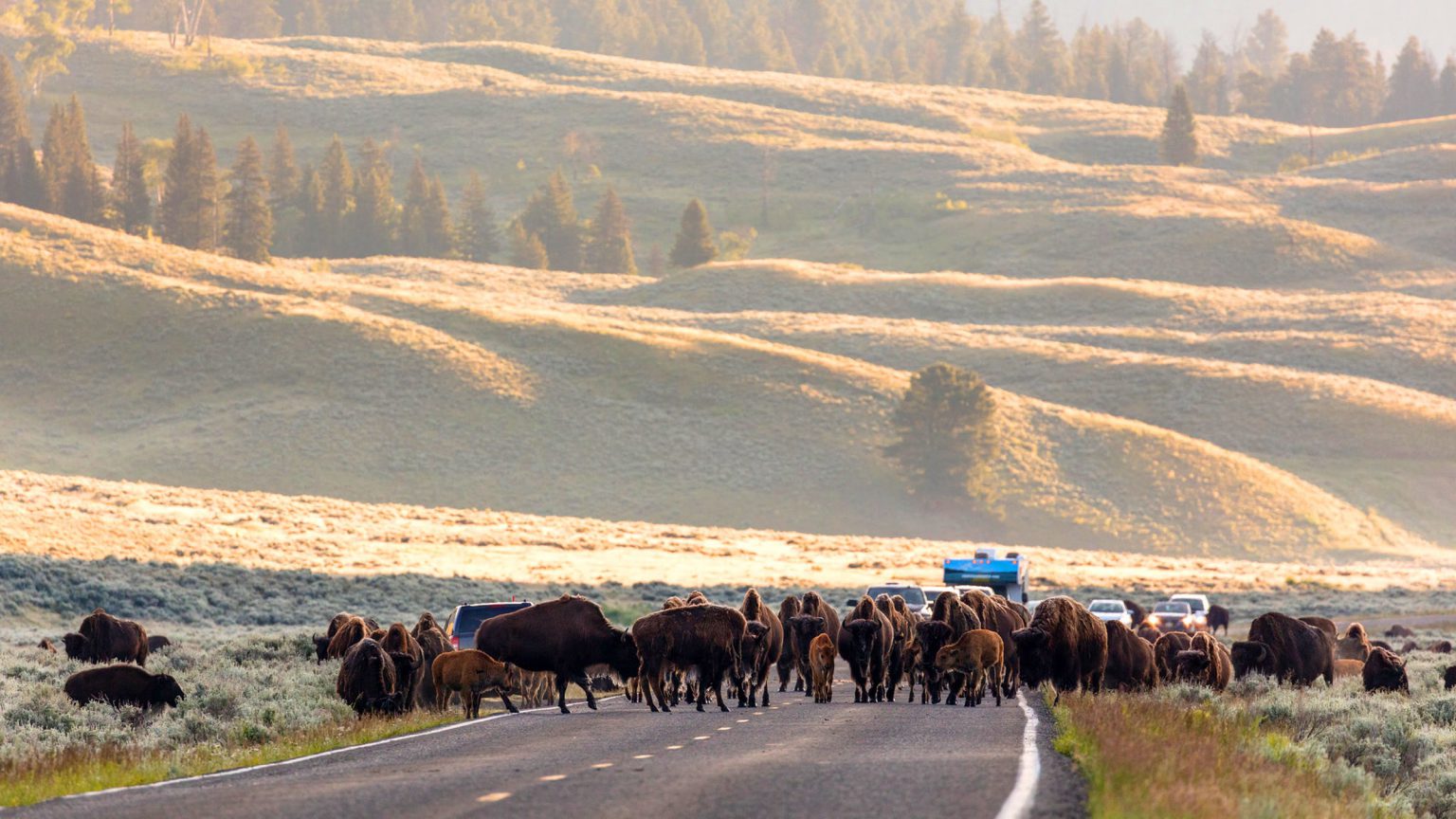 Yellowstone Bison Herd to be Culled by 500 to 700 Animals, No New Hunt