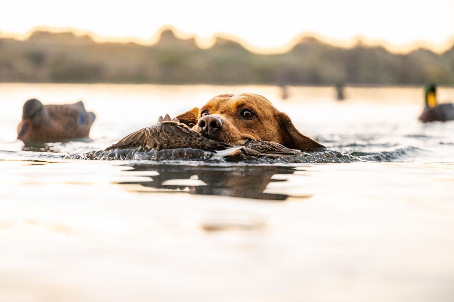The 8 Greatest Hunting Dog Breeds of All Time