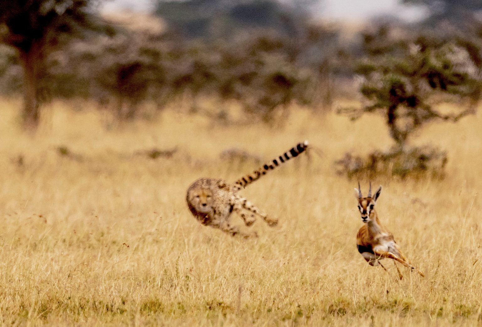 Wild Hunting Tactics: How 7 Apex Predators Do What They Do Best
