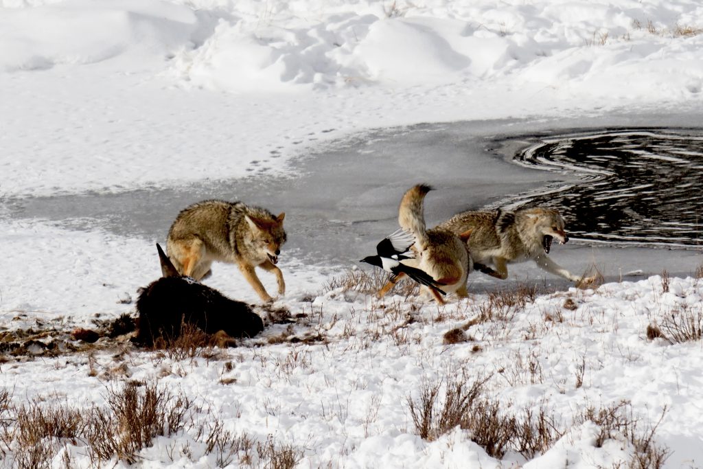 Wild Hunting Tactics: How 7 Apex Predators Do What They Do Best