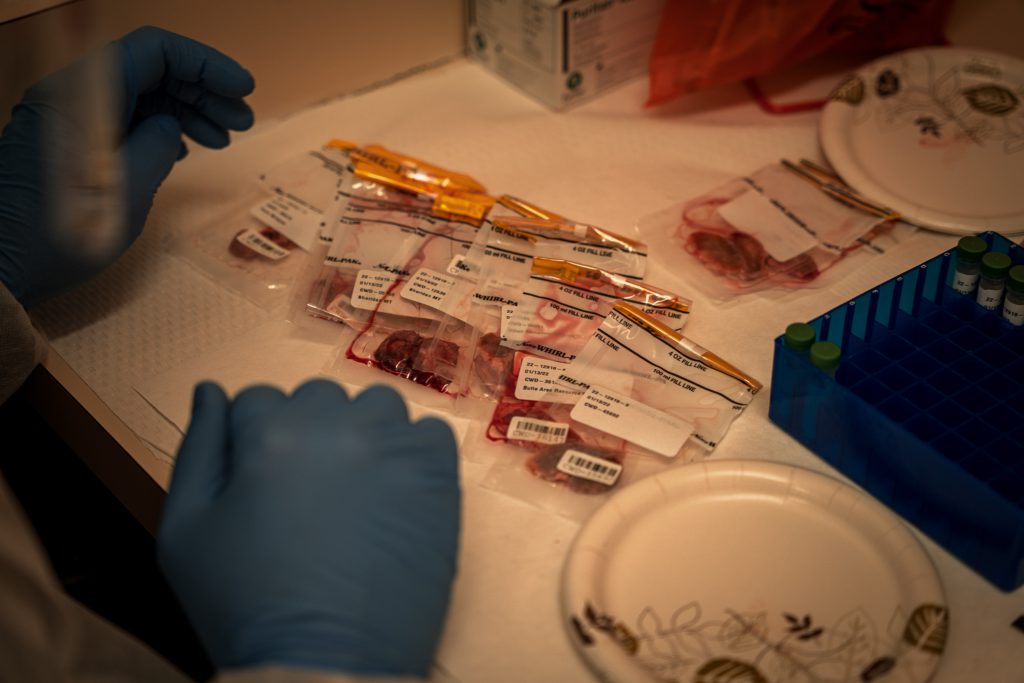 Wildlife Scientists Lead the Charge in Montana’s CWD 'Zombie Deer' Fight