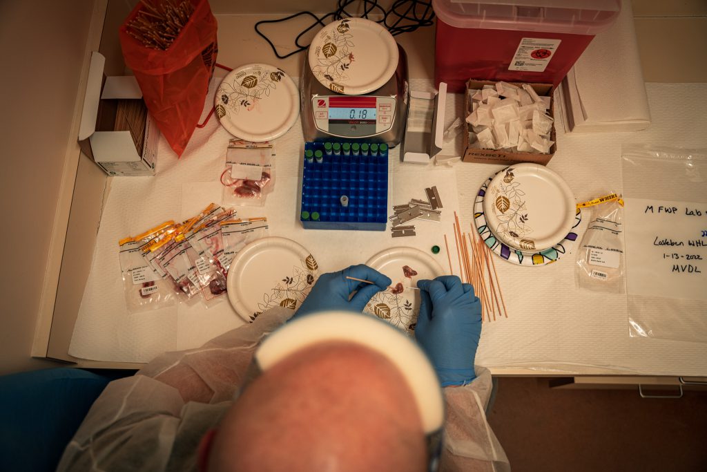 Wildlife Scientists Lead the Charge in Montana’s CWD 'Zombie Deer' Fight