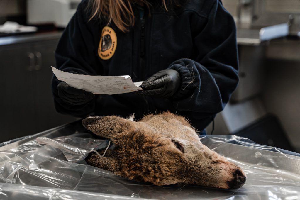 Wildlife Scientists Lead the Charge in Montana’s CWD 'Zombie Deer' Fight