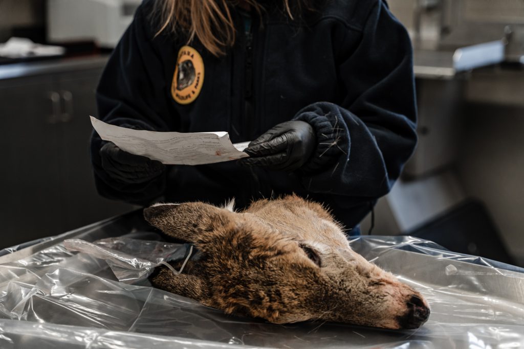 Wildlife Scientists Lead the Charge in Montana’s CWD 'Zombie Deer' Fight