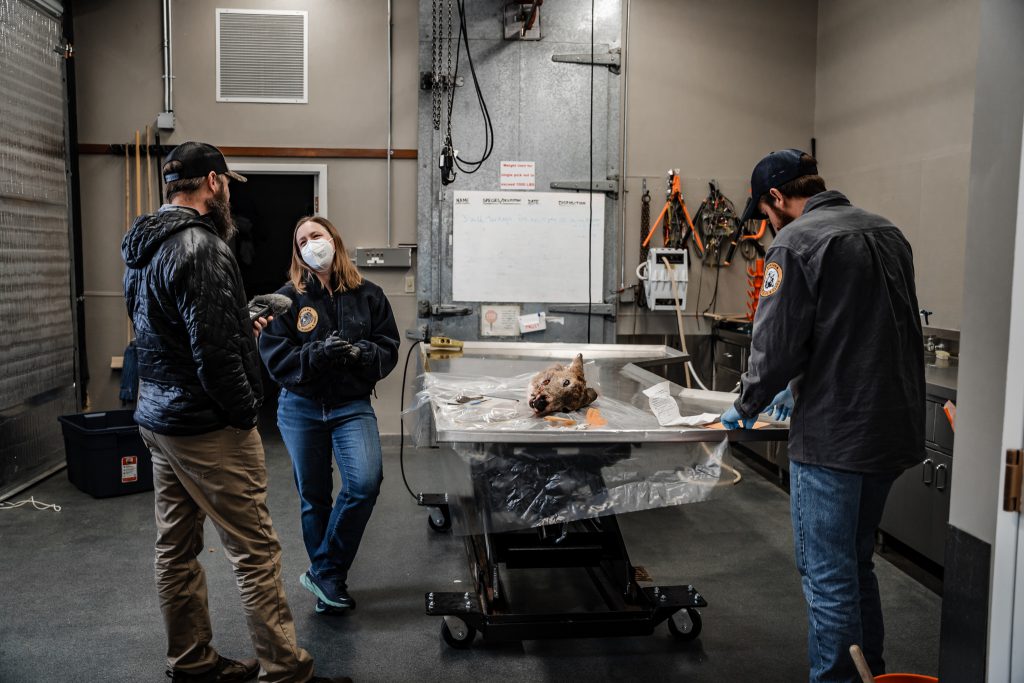 Wildlife Scientists Lead the Charge in Montana’s CWD 'Zombie Deer' Fight