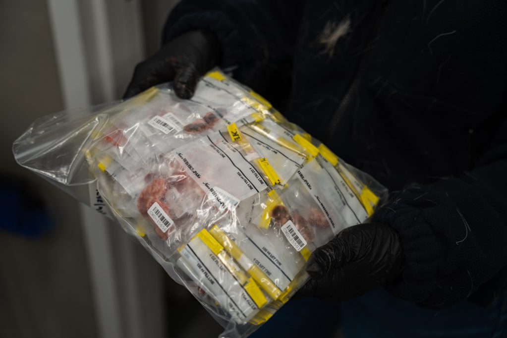 Wildlife Scientists Lead the Charge in Montana’s CWD 'Zombie Deer' Fight