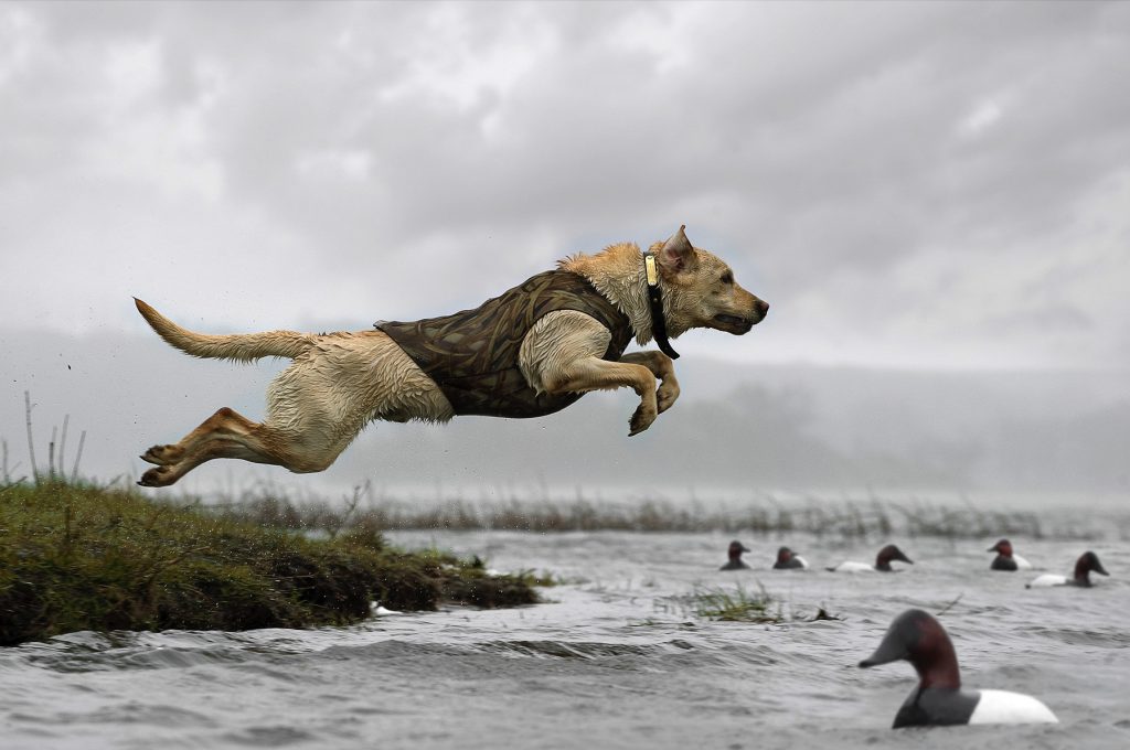 Underdogs: 4 Hunting Dogs That Beat Death and Got Back in the Field