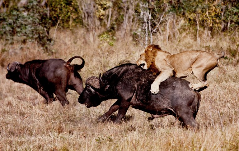 Wild Hunting Tactics: How 7 Apex Predators Do What They Do Best