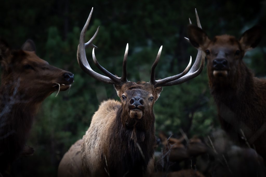 The Time is Now: How to Apply and Draw Western Hunting Tags