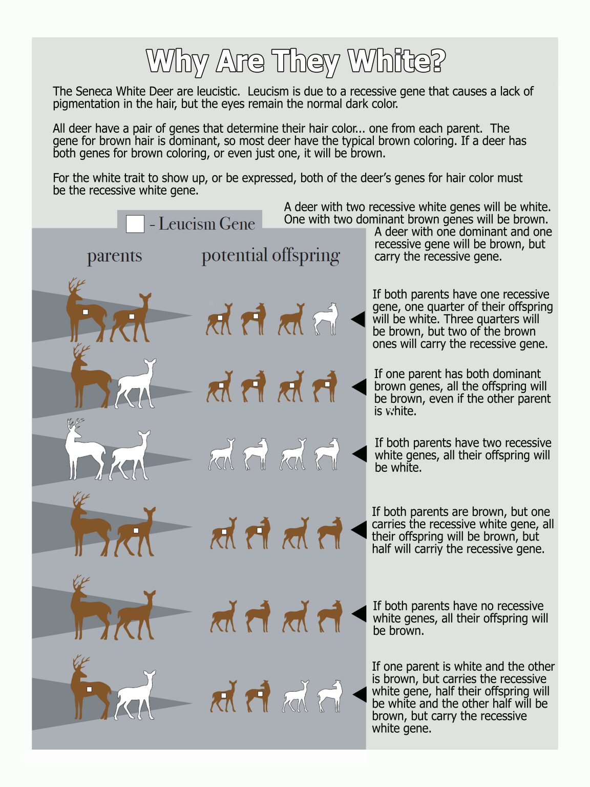 Hunter Ed: Piebald Deer and Other Whitetail Genetic Anomalies