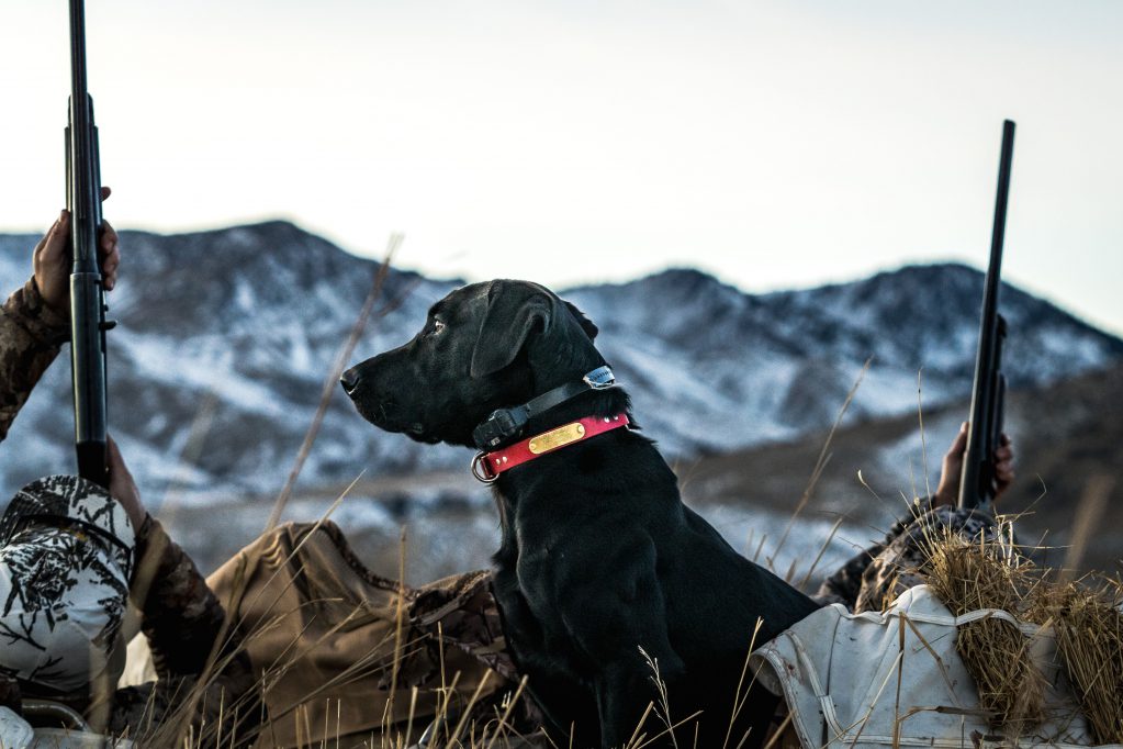 Goose Hunting: Kill Late-Season Public Land Canada Geese