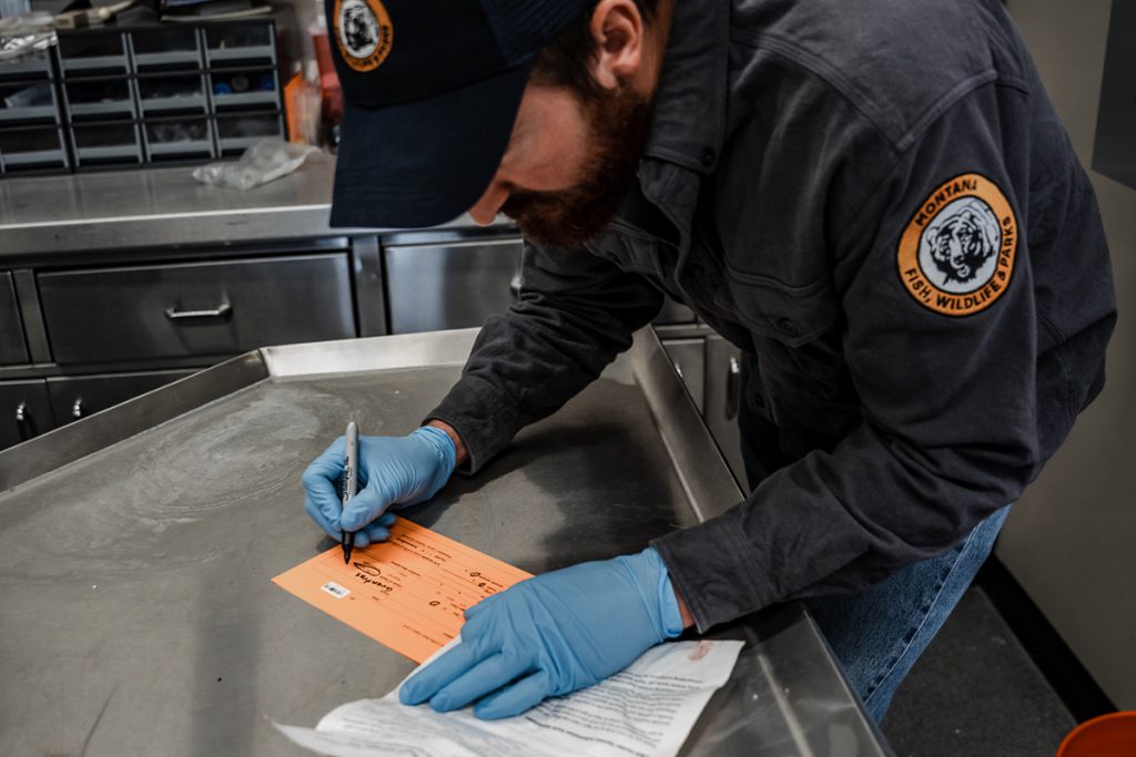 Wildlife Scientists Lead the Charge in Montana’s CWD 'Zombie Deer' Fight