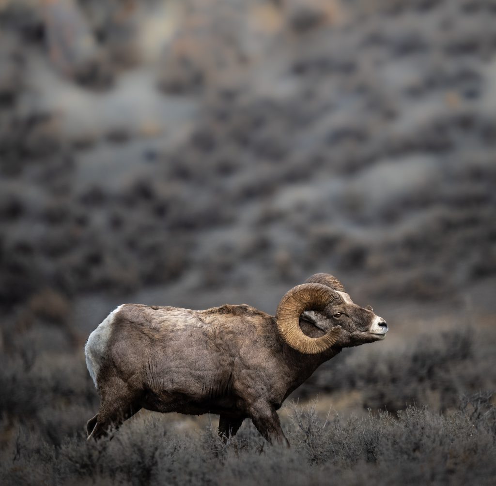 The Time is Now: How to Apply and Draw Western Hunting Tags