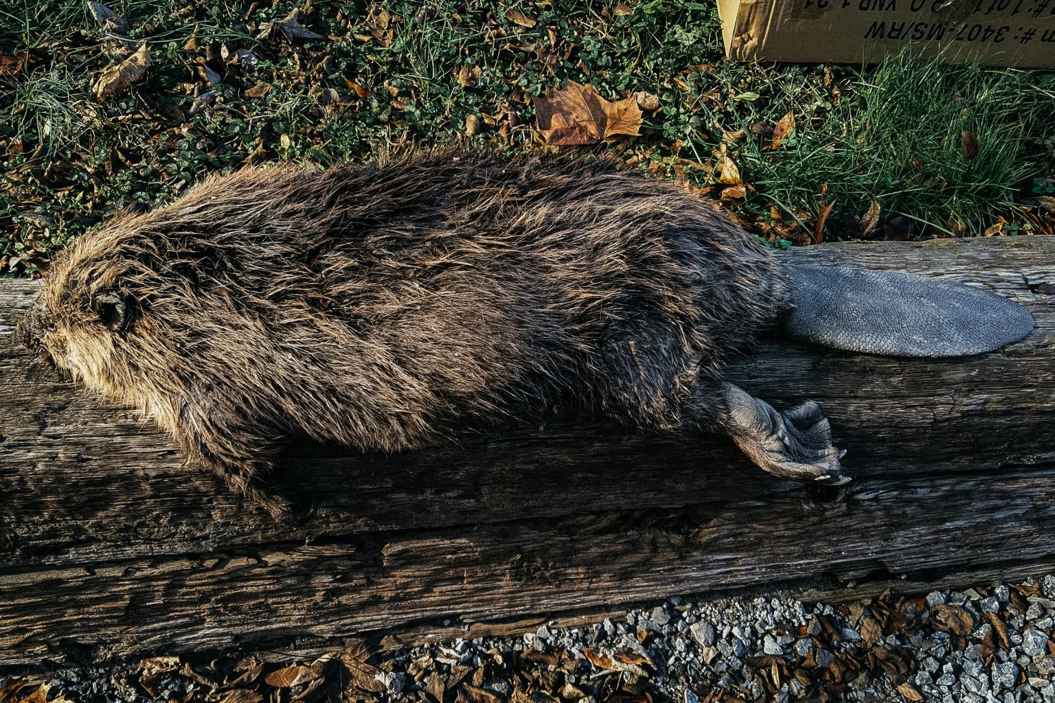 Hands-On Mountain Man History Lesson: DIY Tanning Beaver Tails