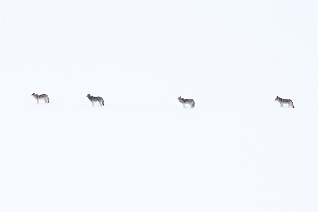 Wolves in Northern Minnesota Helping Moose, Eating Beavers