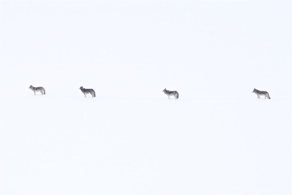 Wolves in Northern Minnesota Helping Moose, Eating Beavers